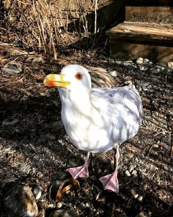One-eyed seagull | Robert Eggers Wiki | Fandom