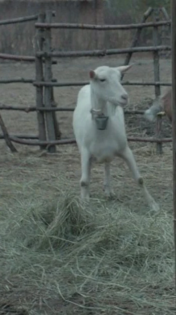 Flora | Robert Eggers Wiki | Fandom