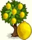 Lemon Tree | Robinson Wiki | Fandom