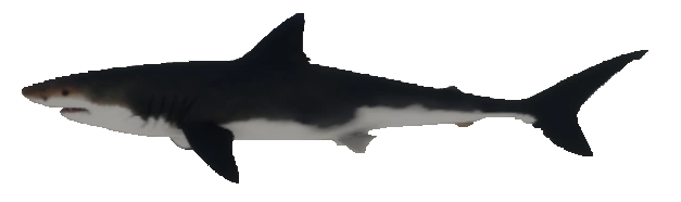 Marine Animals | Arcane Reborn Wiki | Fandom