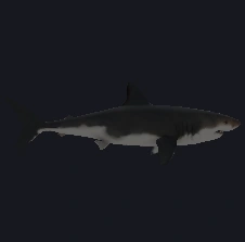 Sharks | Arcane Odyssey Wiki | Fandom