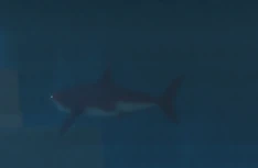 Sharks | Arcane Odyssey Wiki | Fandom