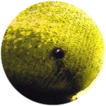 Roblox BEAR Wiki | Fandom