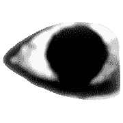 X-Ray | Roblox BEAR Wiki | Fandom