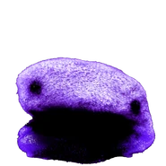 Lone House | Roblox BEAR Wiki | Fandom