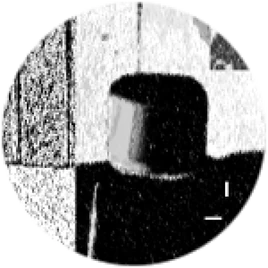 APPRENTICE | Roblox BEAR Wiki | Fandom
