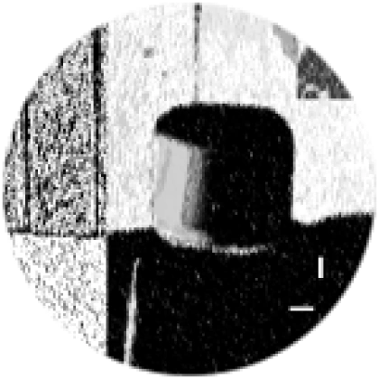 APPRENTICE | Roblox BEAR Wiki | Fandom
