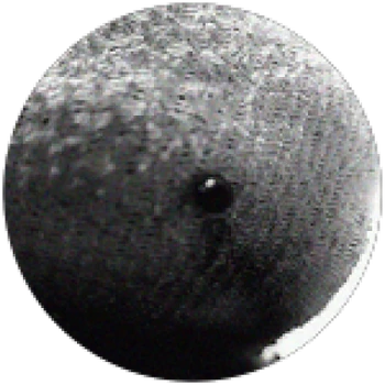 DAYS | Roblox BEAR Wiki | Fandom