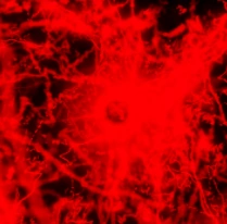 Gnarp | Roblox Block Mayhem Wiki | Fandom