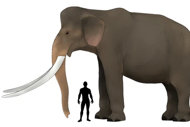 gomphotherium size