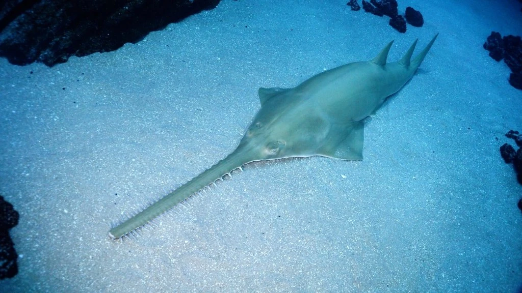 Green Sawfish | ROBLOX Cenozoic Survival Wiki | Fandom