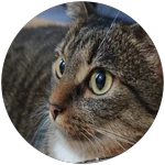 Badges | Deadline Wiki | Fandom