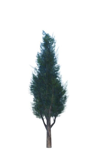 Spruce Roblox Doomed Wiki Fandom
