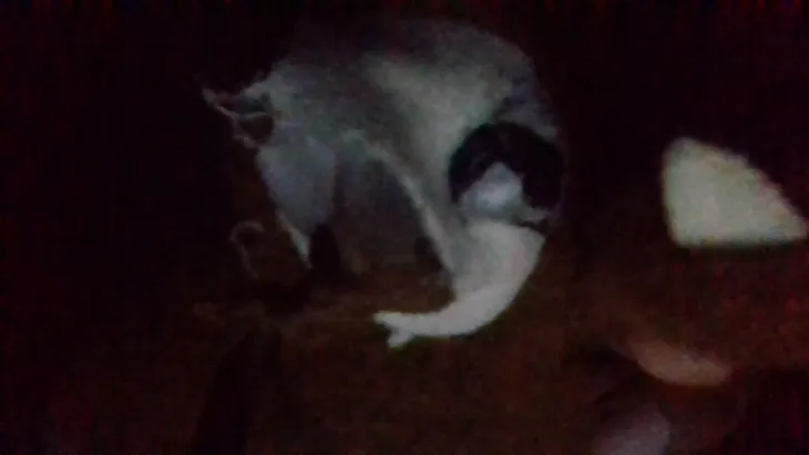 Sammy/Sam The Sloth | Roblox: epvte Wiki | Fandom