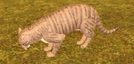 Mackerel Tabby | Roblox Farm World Wiki | Fandom