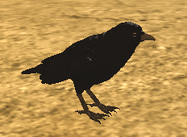American crow | Roblox Farm World Wiki | Fandom