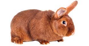 New Zealand rabbit | Roblox Farm World Wiki | Fandom