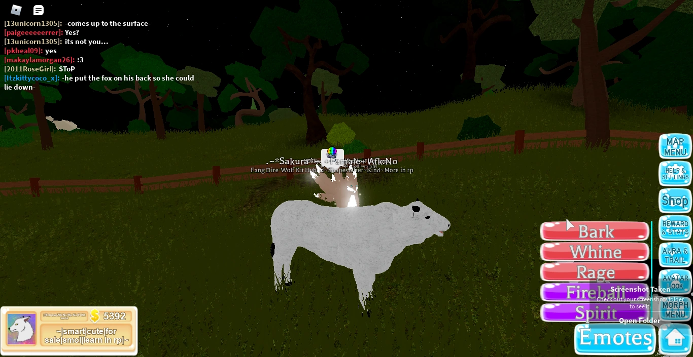 Black Chianina Cattle