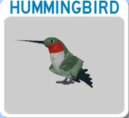 Hummingbird | Feather Family Wiki | Fandom