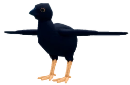 Megapode | Feather Family Wiki | Fandom