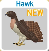Hawk | Feather Family Wiki | Fandom