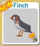 Finch | Feather Family Wiki | Fandom