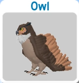 Owl | Feather Family Wiki | Fandom