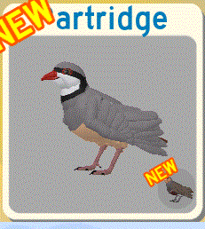 Partridge | Feather Family Wiki | Fandom