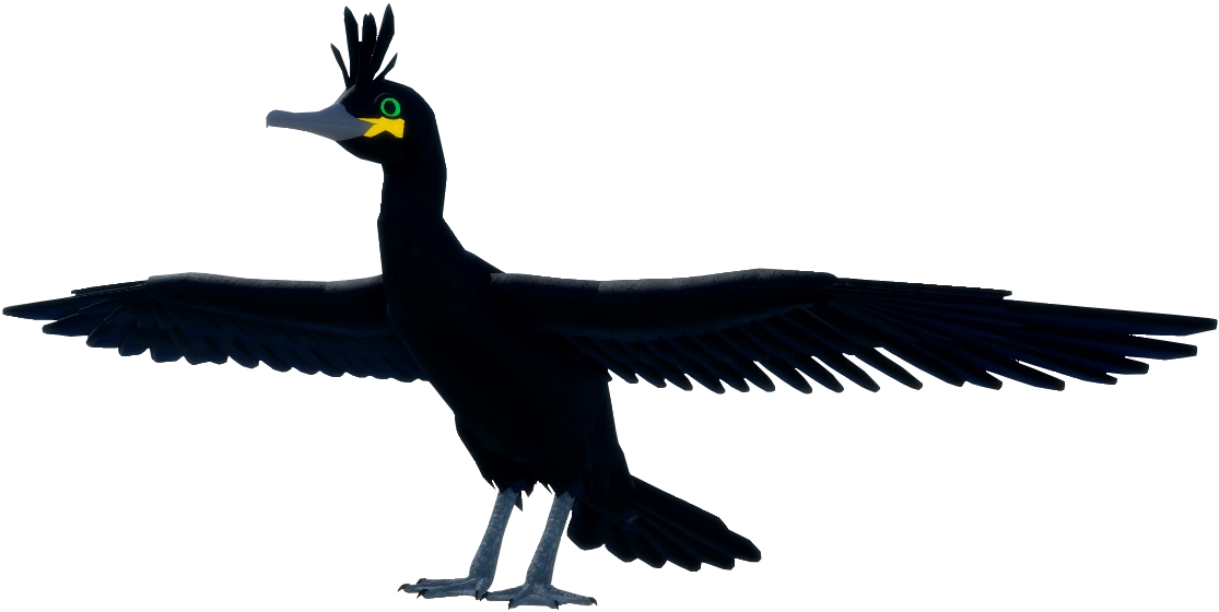 Cormorant | Feather Family Wiki | Fandom
