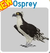 Osprey | Feather Family Wiki | Fandom