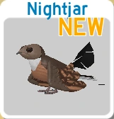 Nightjar | Feather Family Wiki | Fandom