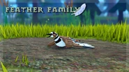 Plover | Feather Family Wiki | Fandom