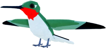 Hummingbird | Feather Family Wiki | Fandom