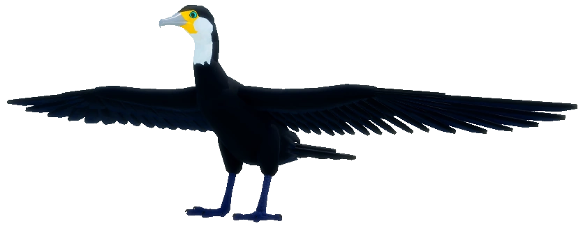 Cormorant | Feather Family Wiki | Fandom