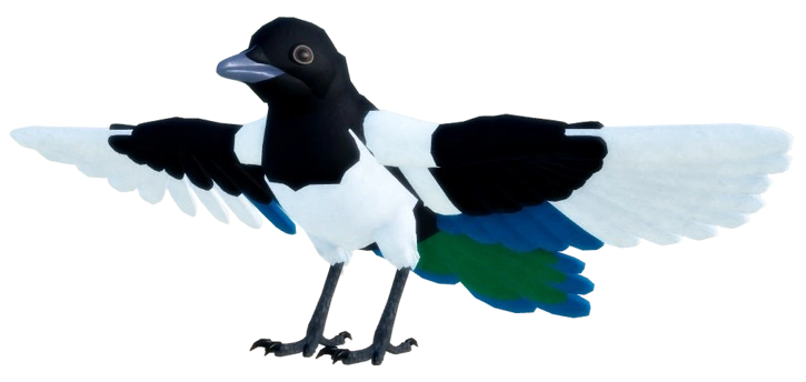 Magpie | Feather Family Wiki | Fandom