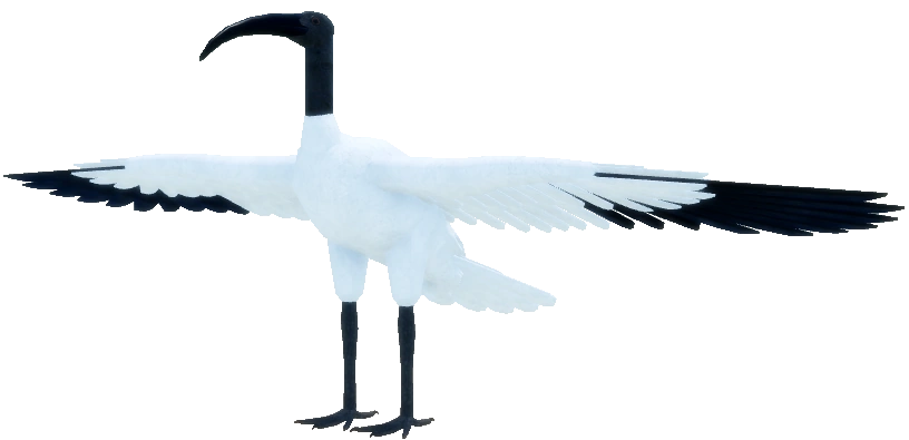 Ibis | Feather Family Wiki | Fandom