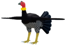 Megapode | Feather Family Wiki | Fandom