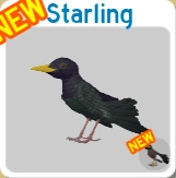 Starling | Feather Family Wiki | Fandom