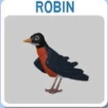 Robin | Feather Family Wiki | Fandom