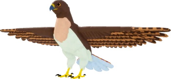 Hawk | Feather Family Wiki | Fandom