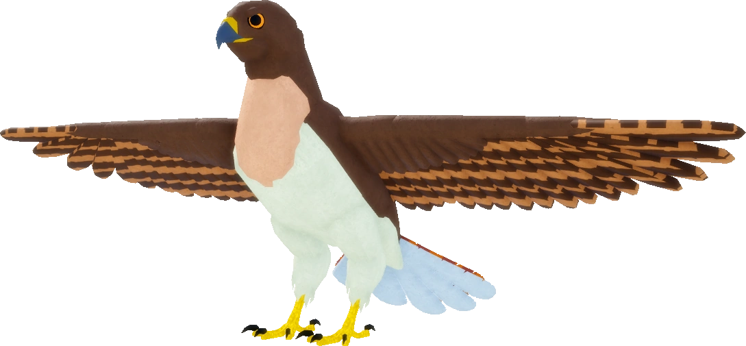 Hawk | Feather Family Wiki | Fandom