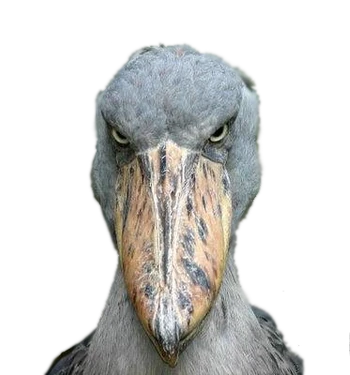 Berd | Roblox Goofy Runners Wiki | Fandom