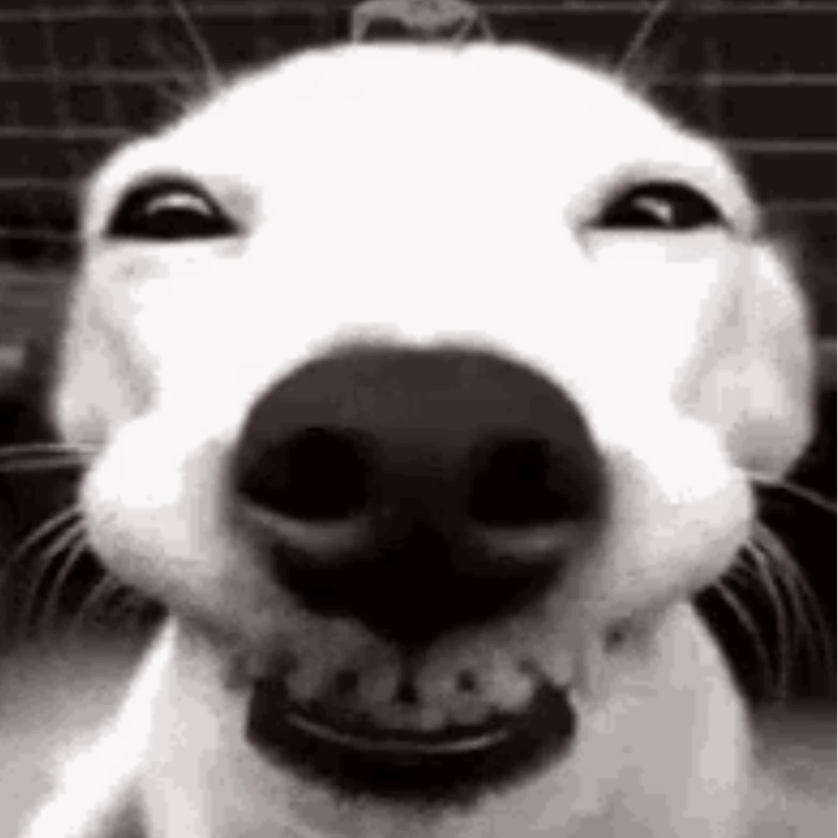 Guard | Roblox Goofy Runners Wiki | Fandom