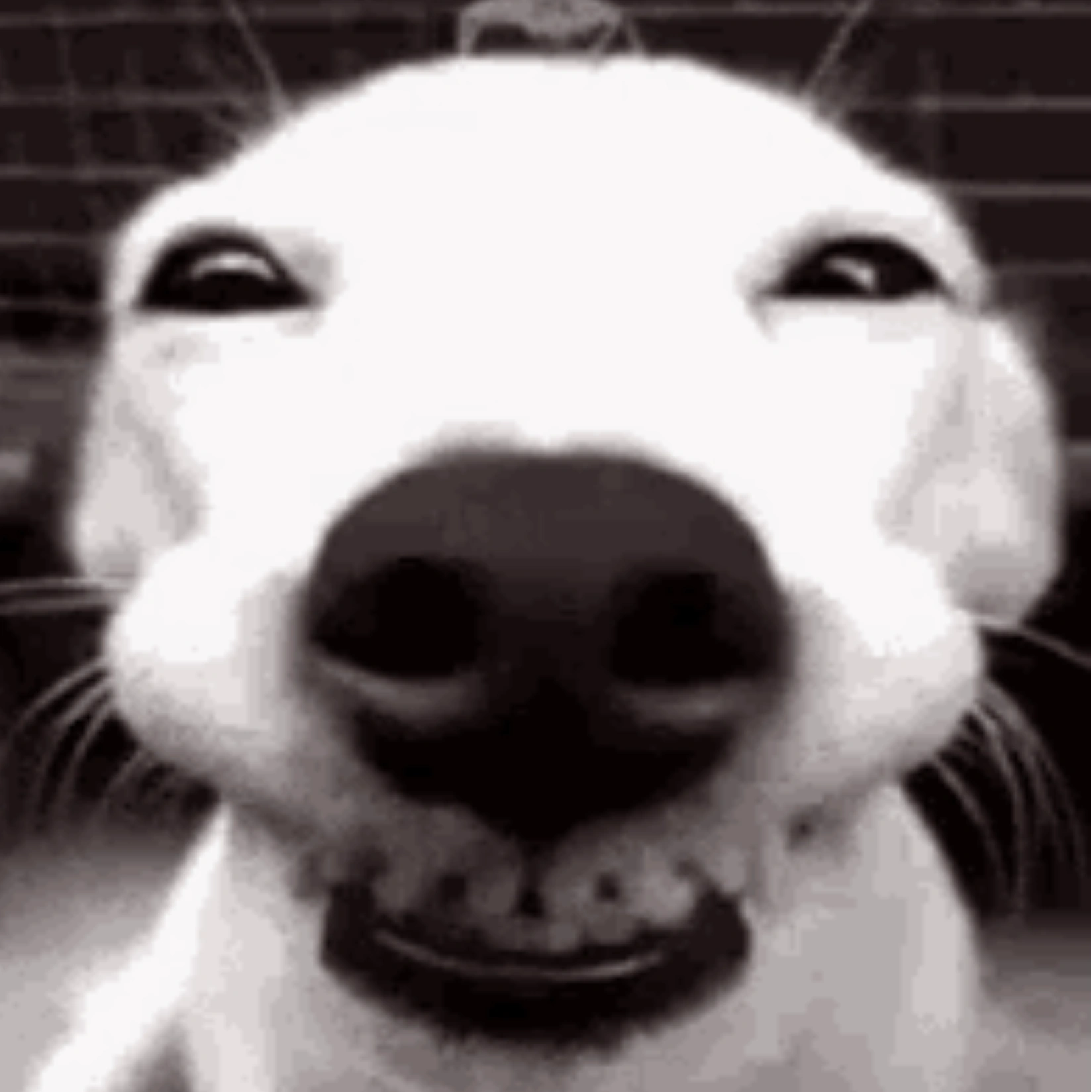 Guard | Roblox Goofy Runners Wiki | Fandom