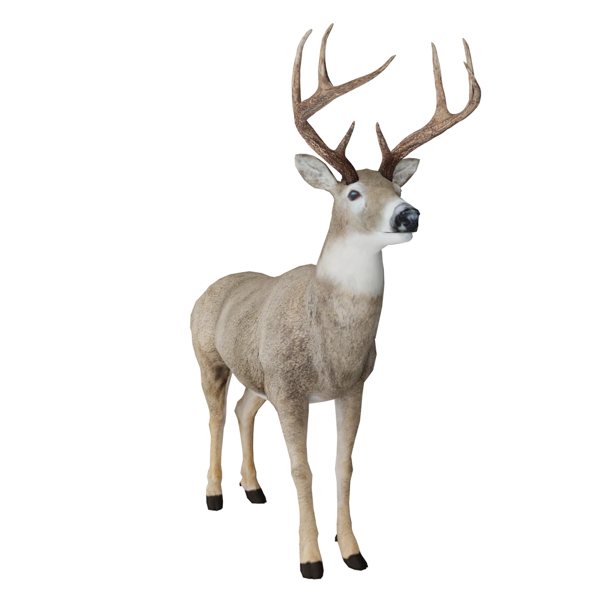 White-tailed deer | Hunting Season Wiki | Fandom
