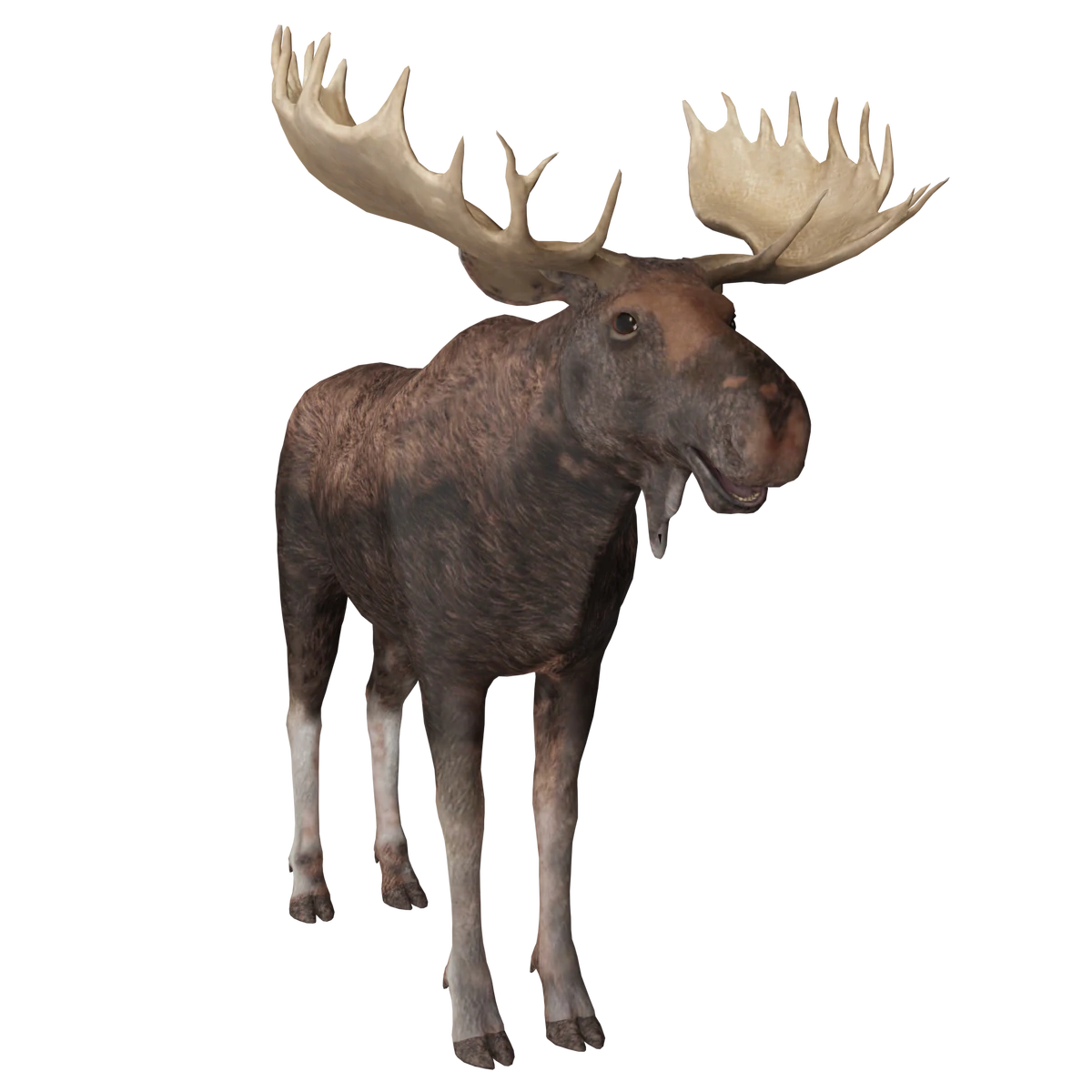 Moose | Hunting Season Wiki | Fandom