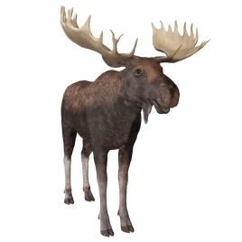 Moose | Hunting Season Wiki | Fandom
