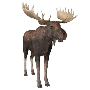 Moose | Hunting Season Wiki | Fandom
