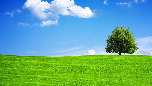 Tree Field | Roblox Liminal Spaces Wiki | Fandom