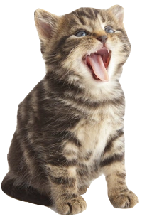 A Cat | Roblox Nextbot Maker Wiki | Fandom